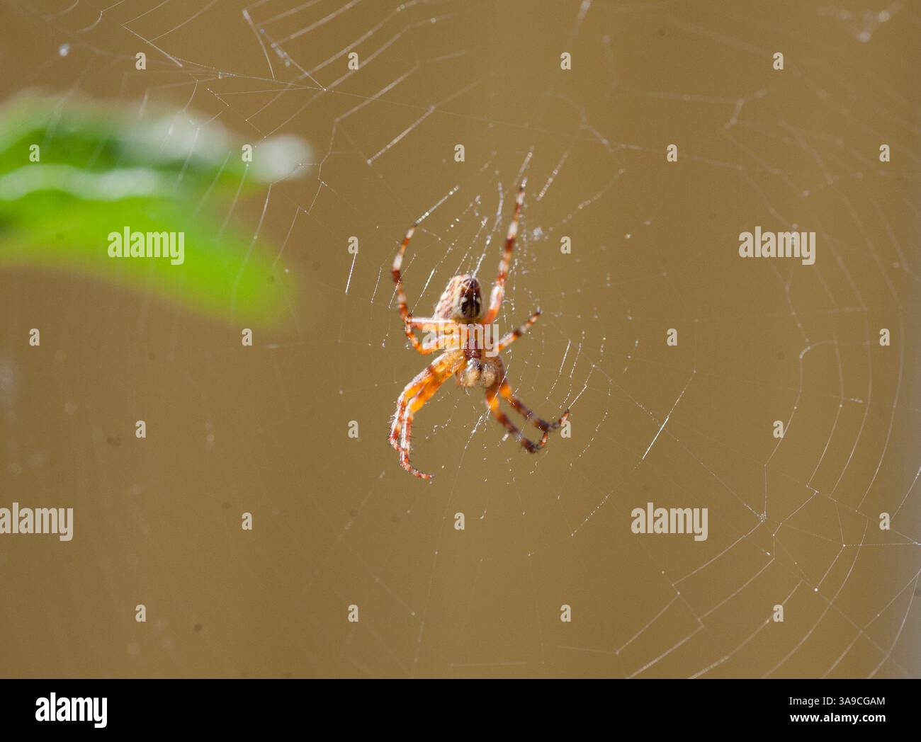 Korsspindel Araneus diadematus European garden spider in net Stock ...