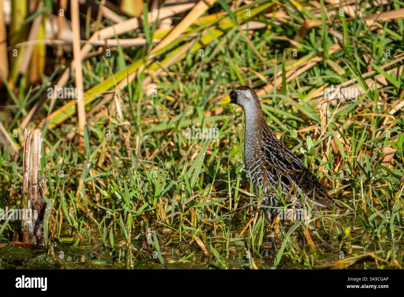 Sora Rail(Carolina Rail) standing in a marsh Stock Photo - Alamy
