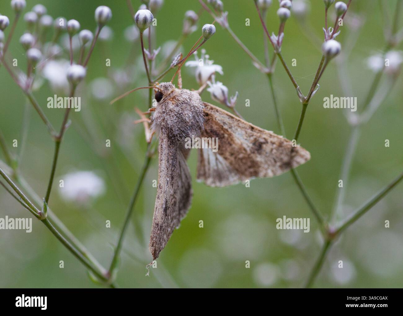 Owlet moths hi-res stock photography and images - Alamy