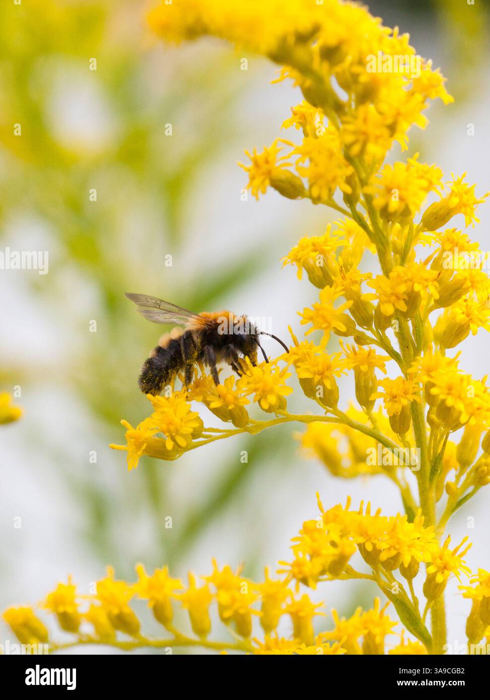 Andrena fulva in nature hi-res stock photography and images - Alamy