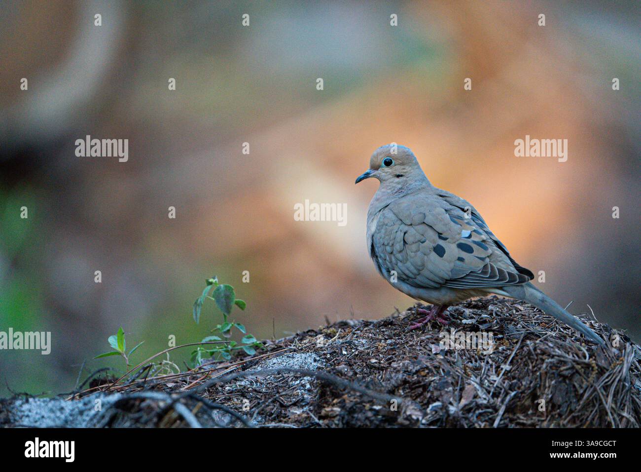 Mourning Dove resting on a branch Stock Photo - Alamy