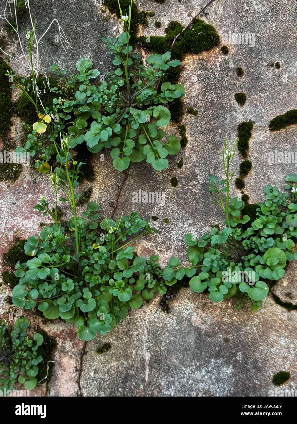 Small green plants and patches of moss thrive on a weathered concrete ...
