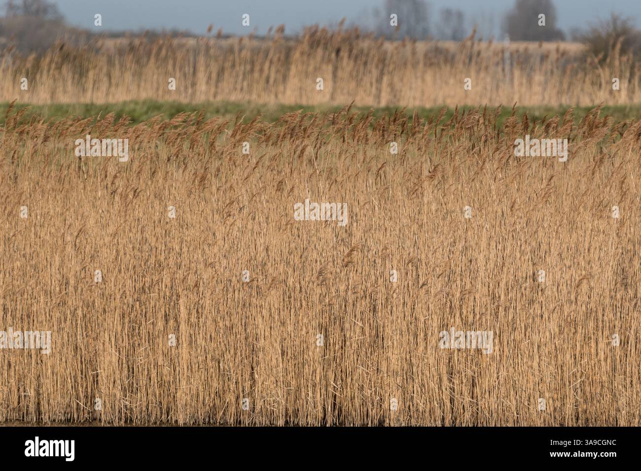 Reeds (Phragmites sp.) at Blue House Farm, Essex Stock Photo - Alamy