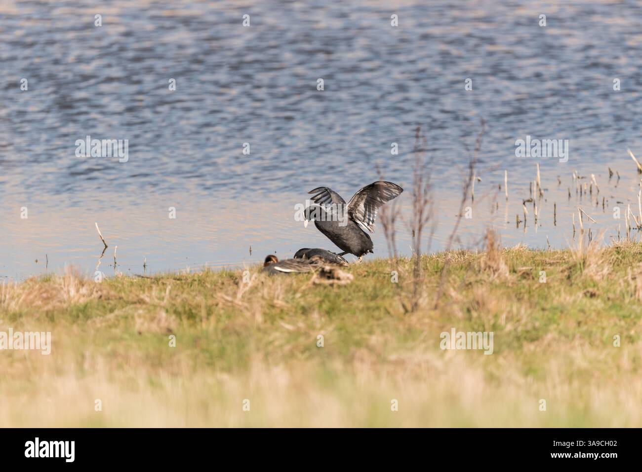 Pair of Coots (Fulica atrea) mating at Blue House Farm, Essex Stock ...