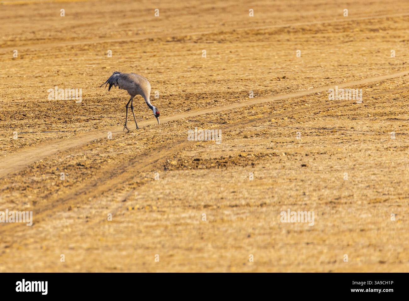 A Common Crane grazing in field Stock Photo - Alamy