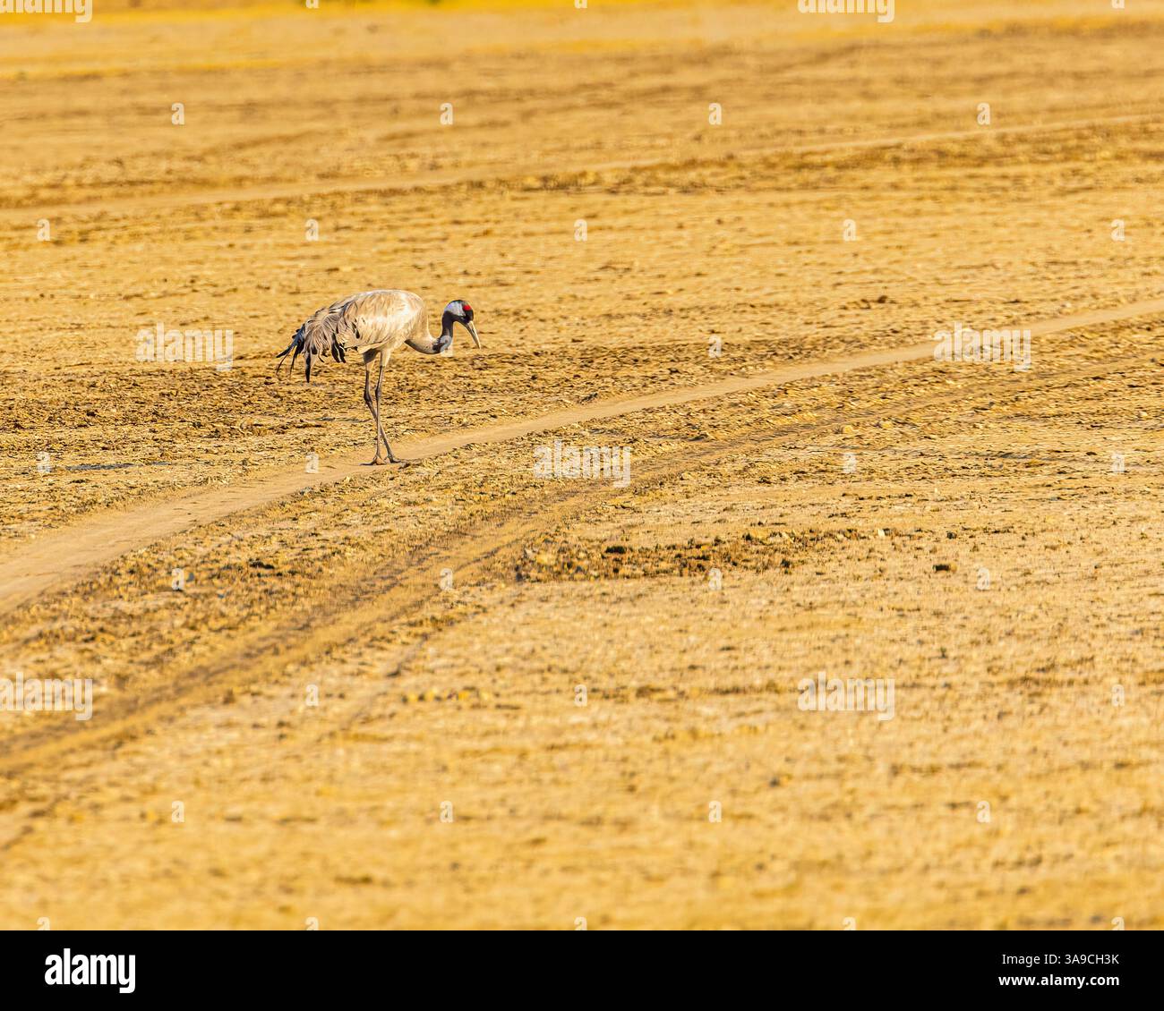 Common crane walking in hi-res stock photography and images - Alamy