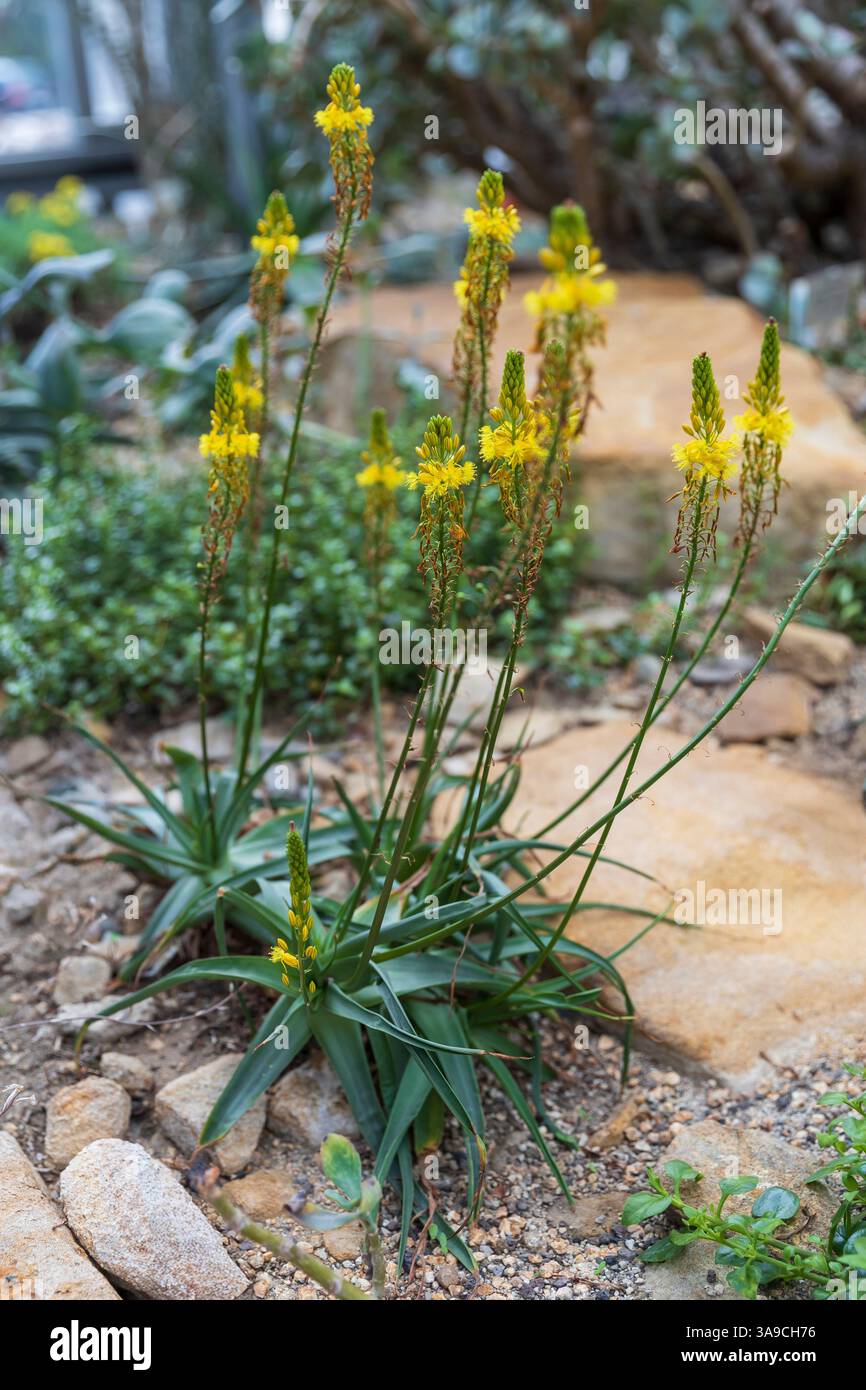 Bulbine frutescens, also known as snake flower, with yellow flowers and ...