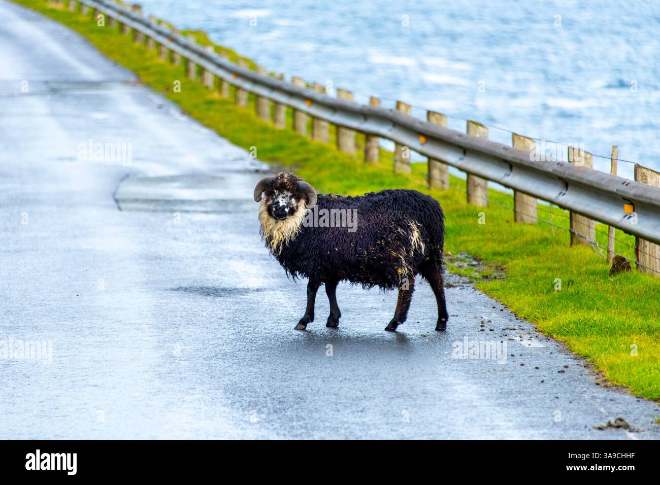Faroese Sheep on the Road - Faroe Islands Stock Photo - Alamy