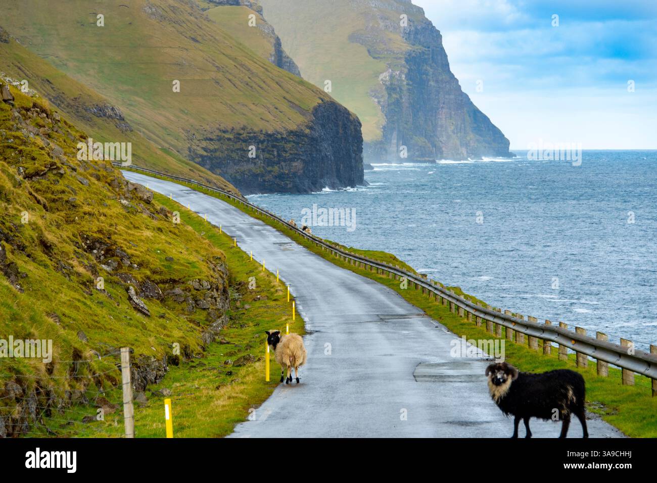 Faroese Sheep on the Road - Faroe Islands Stock Photo - Alamy