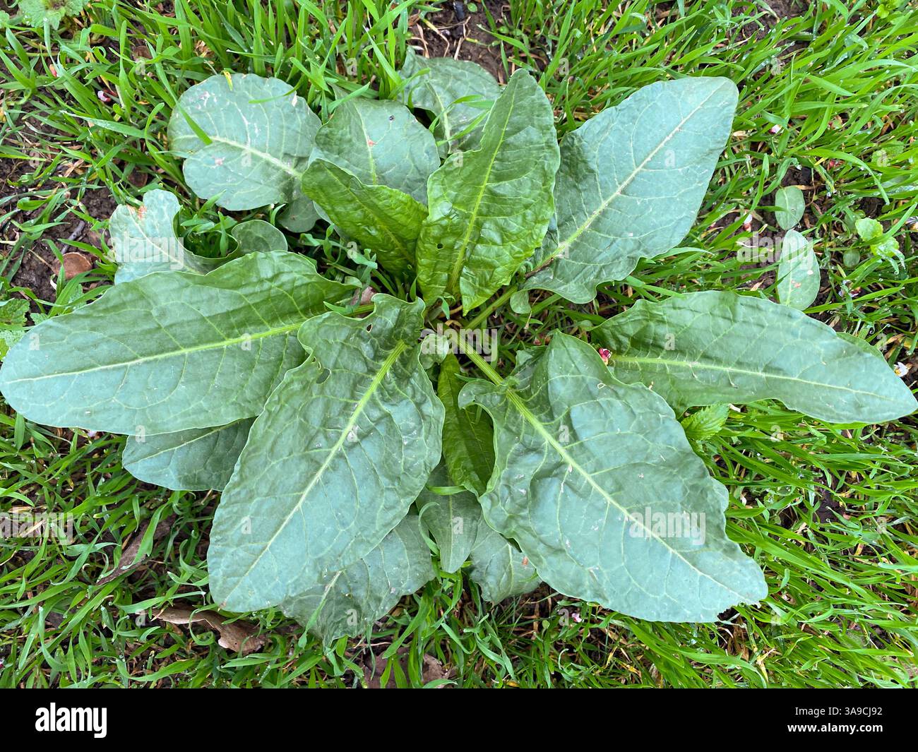 Wild Horse Sorrel Rumex Confertus Perennial Herbaceous Plant Close-Up ...