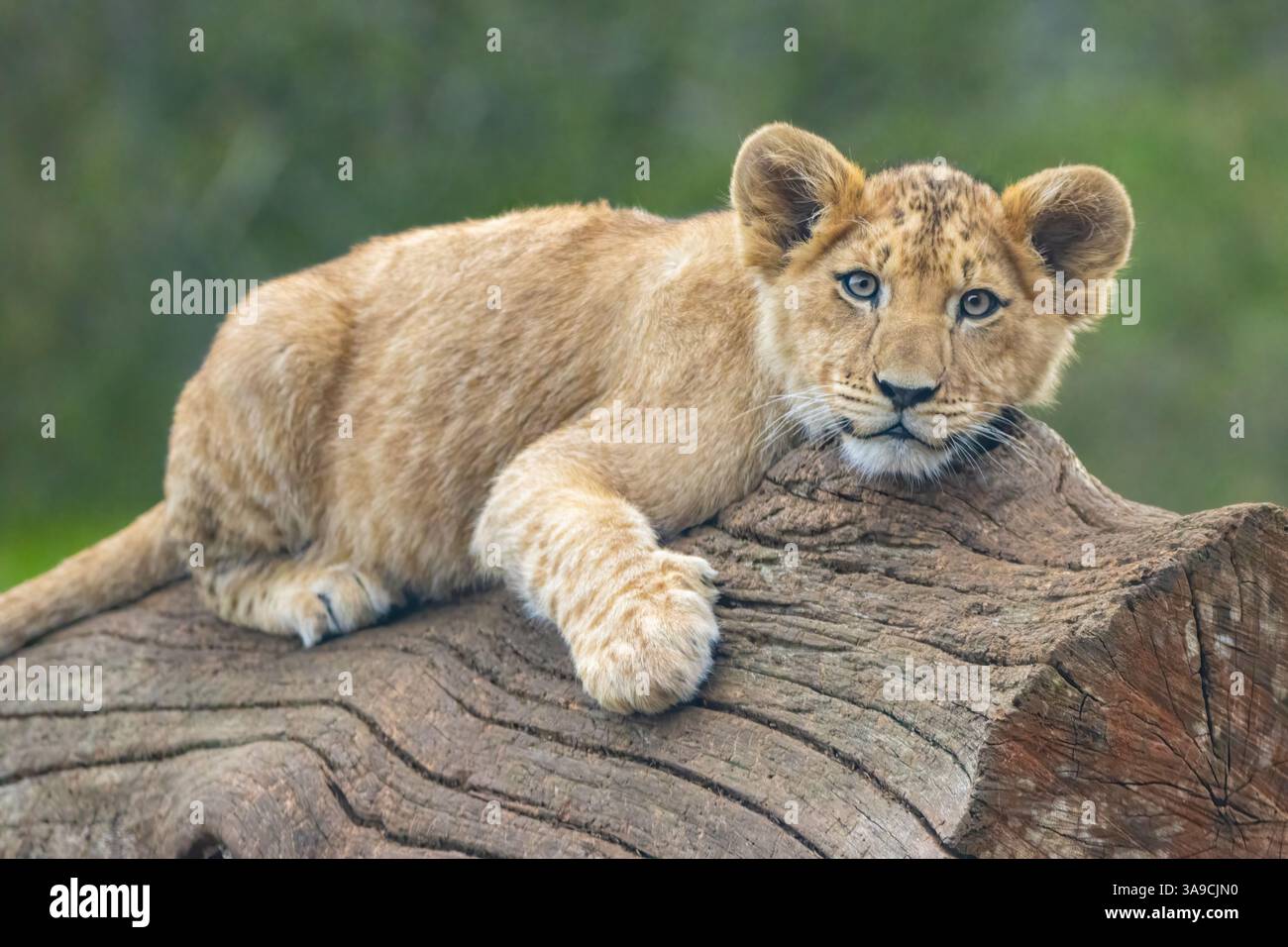 Simba the lion king cub hi-res stock photography and images - Alamy