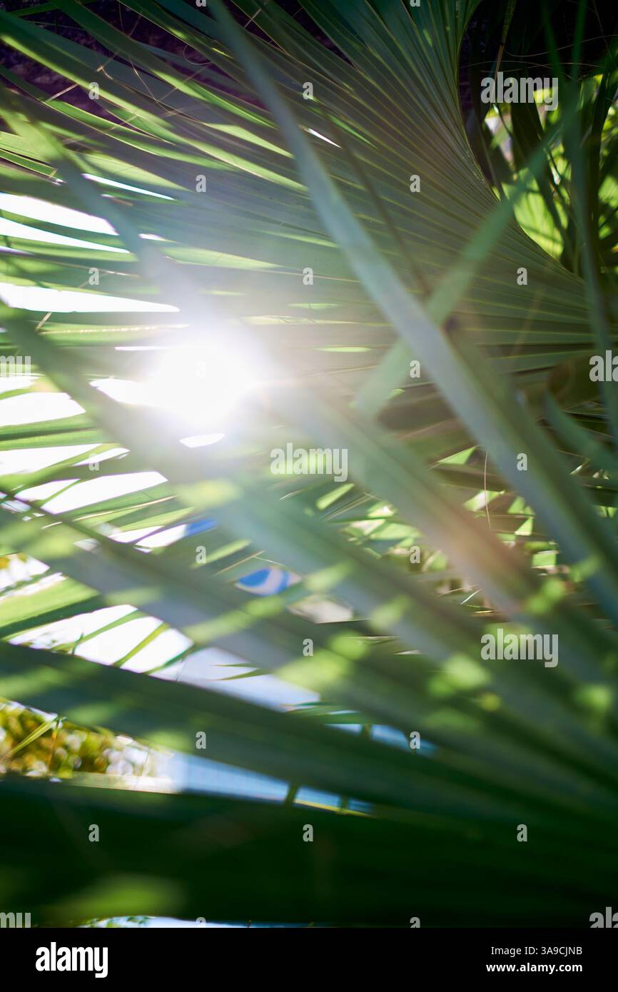 Tropical Greenery in the Sun Stock Photo - Alamy