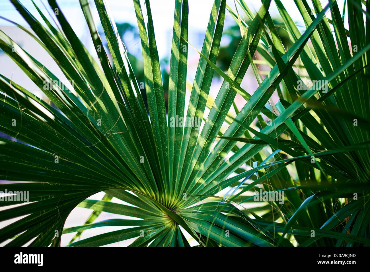 Tropical Greenery in the Sun Stock Photo - Alamy