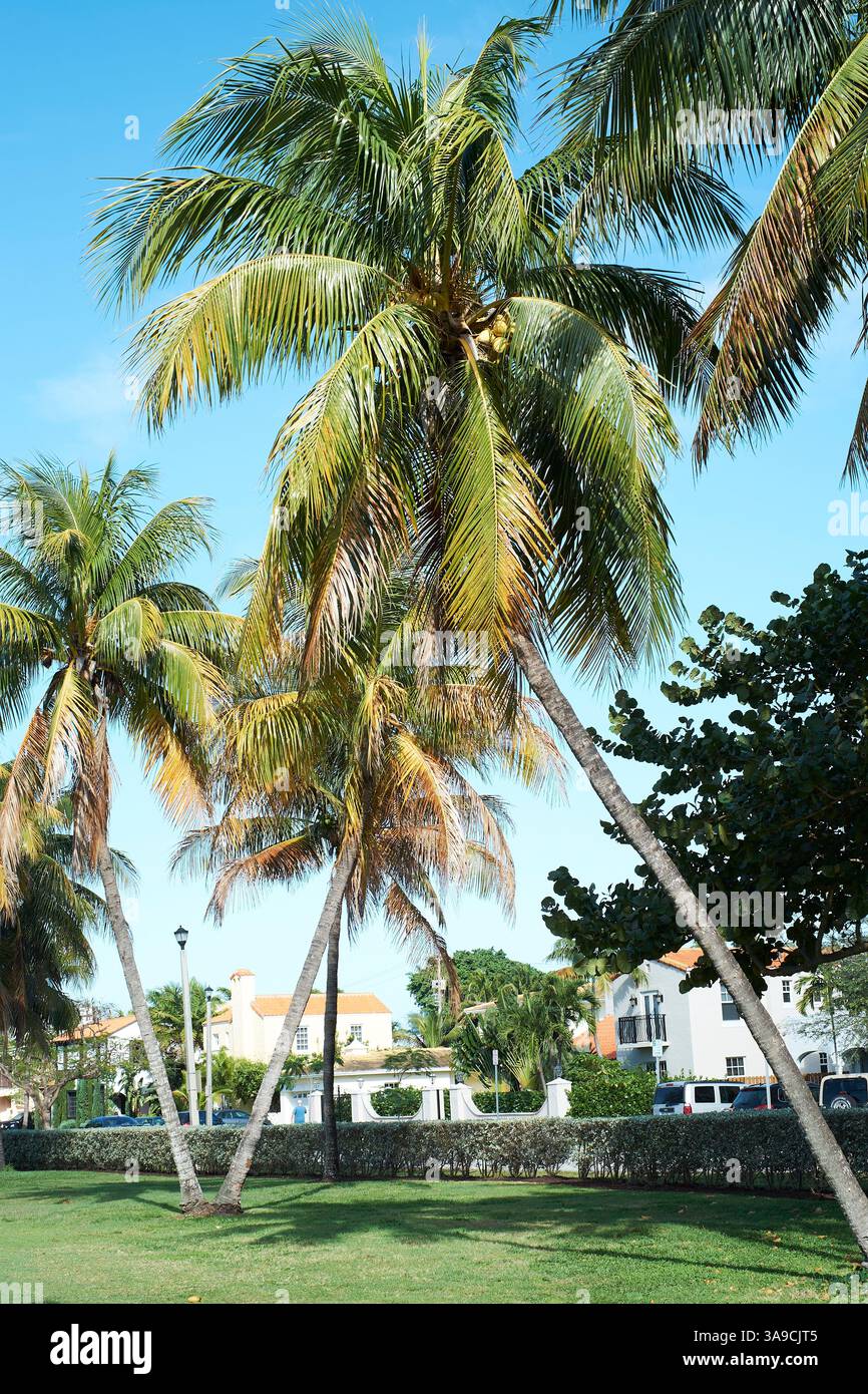 Tropical Paradise in Miami South Beach Stock Photo - Alamy