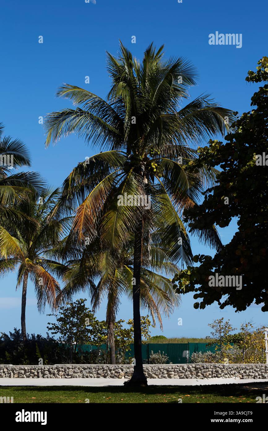 Tropical Paradise in Miami South Beach Stock Photo - Alamy