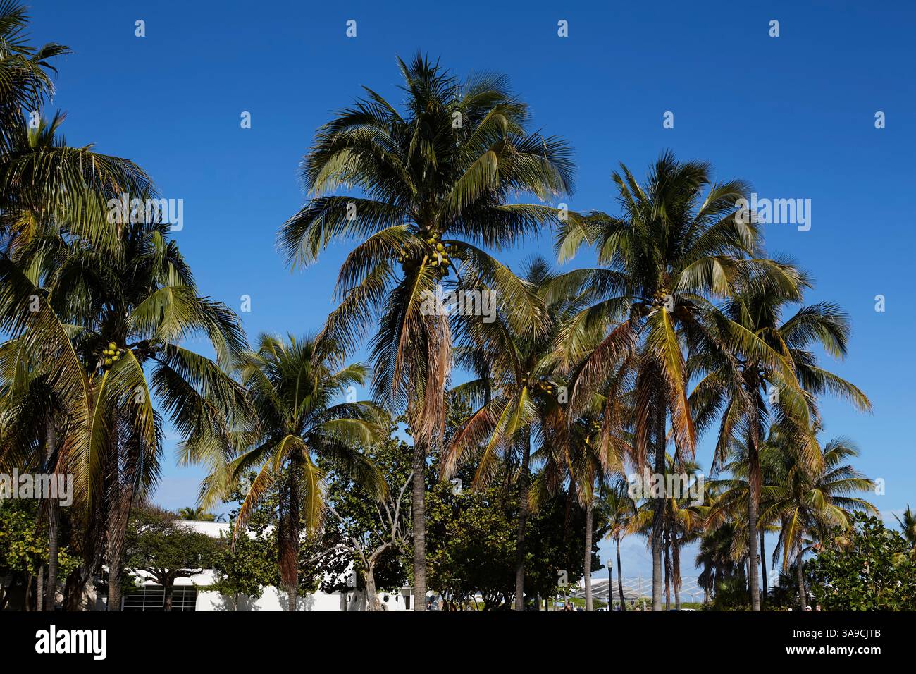 Tropical Paradise in Miami South Beach Stock Photo - Alamy