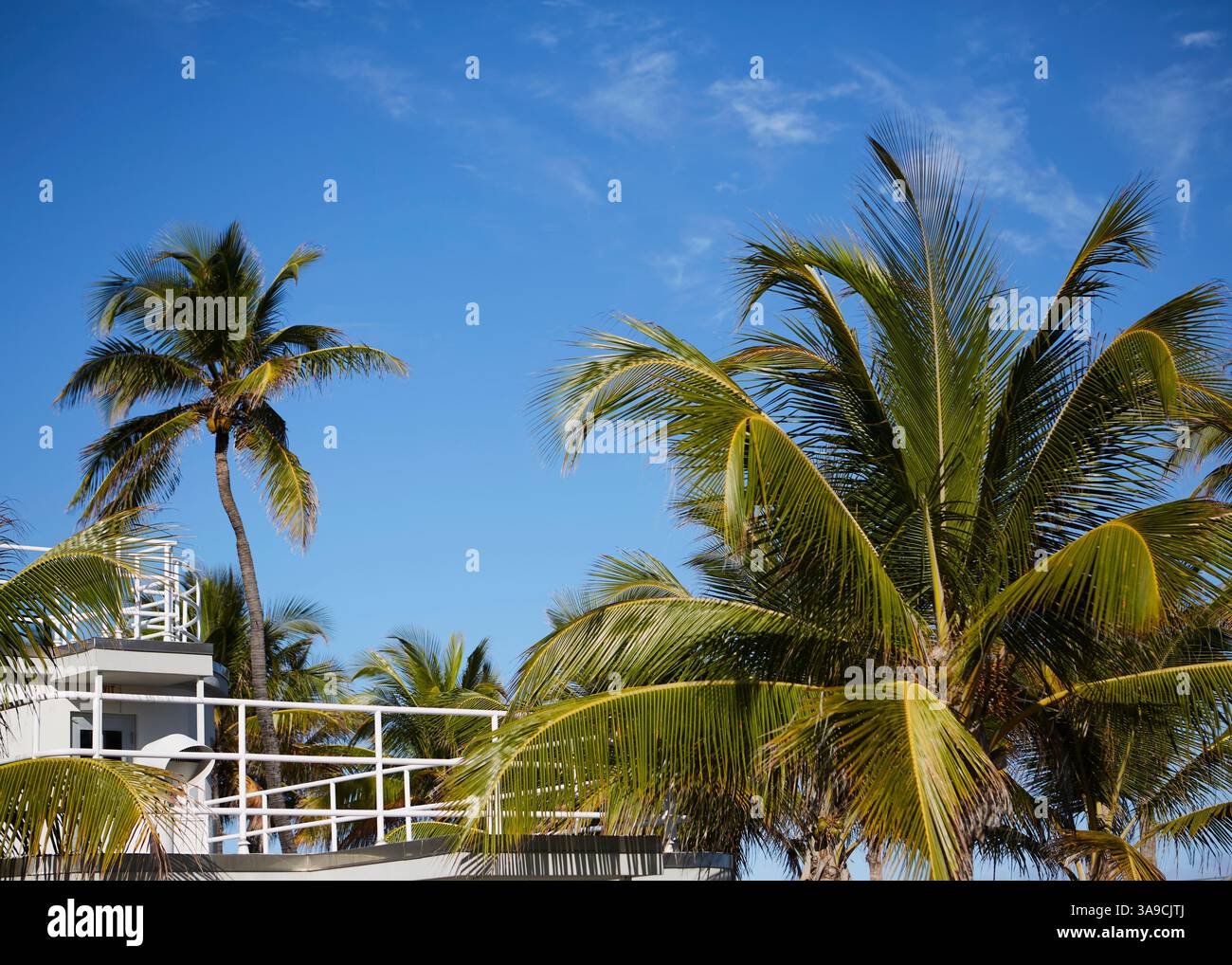 Tropical Paradise in Miami South Beach Stock Photo - Alamy