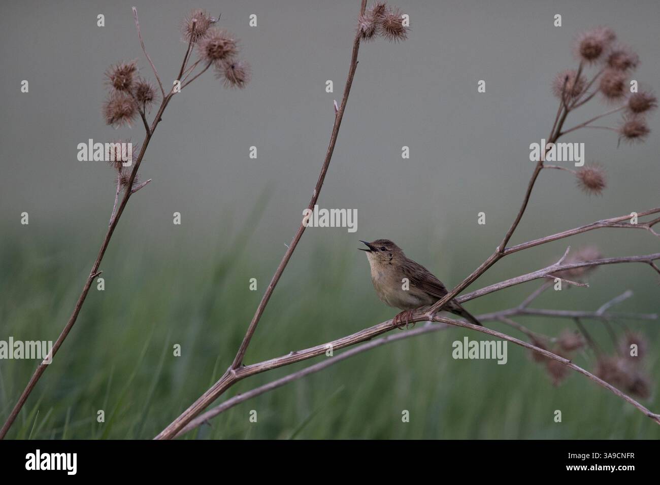 Singing Common Grasshopper Warbler (Locustella naevia) perching on a ...