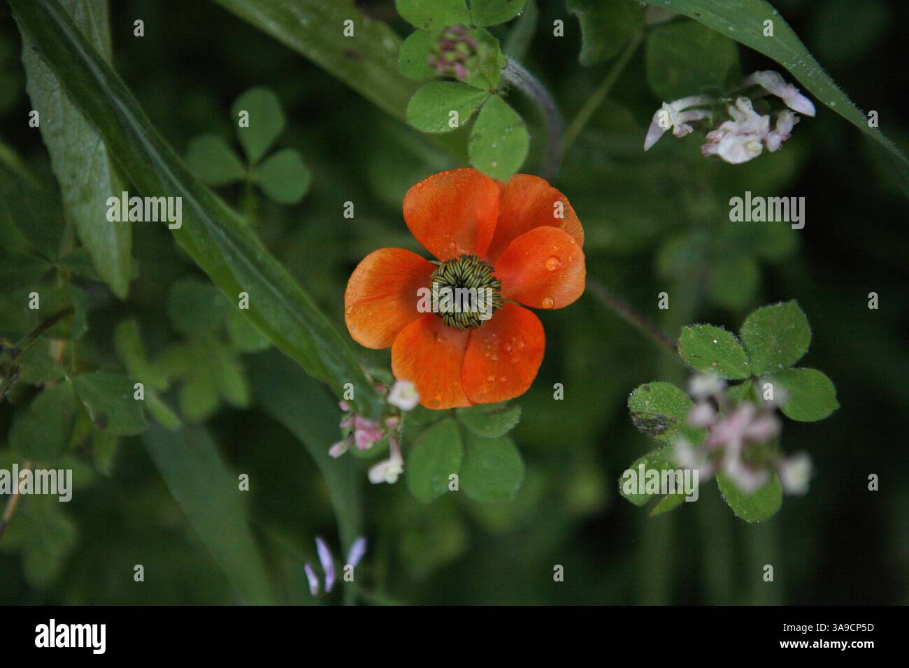 Morning dew drops on an orange color Persian Buttercup, Turban ...