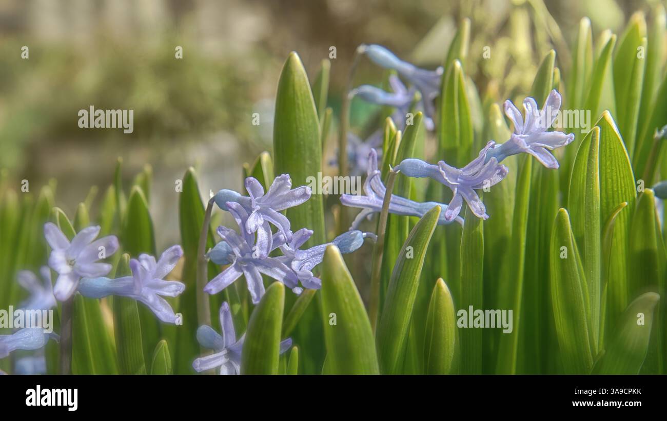 Hyacinths in focus spring hi-res stock photography and images - Alamy