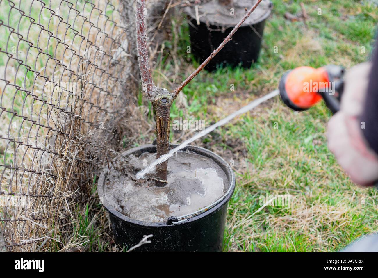 Watering trees in a garden nursery. A gardener waters a fruit tree in a ...