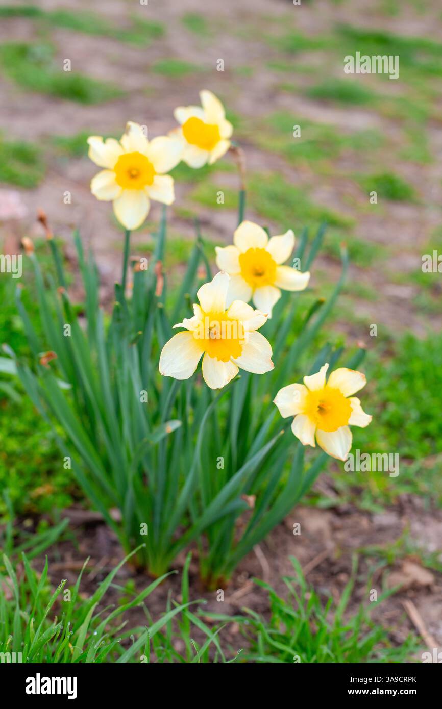 Bright yellow daffodils bloom in a flowerbed on a spring day. Gardening ...