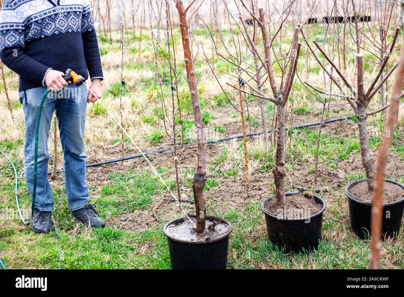 Watering trees in a garden nursery. A gardener waters a fruit tree in a ...
