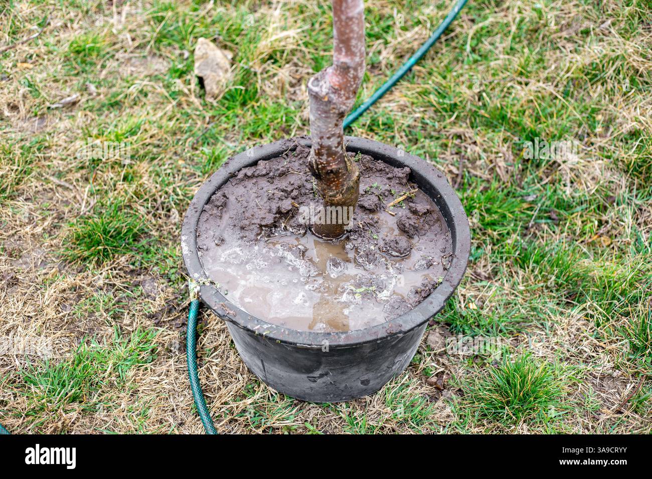 Watering trees in a garden nursery. A fruit tree in a container with ...