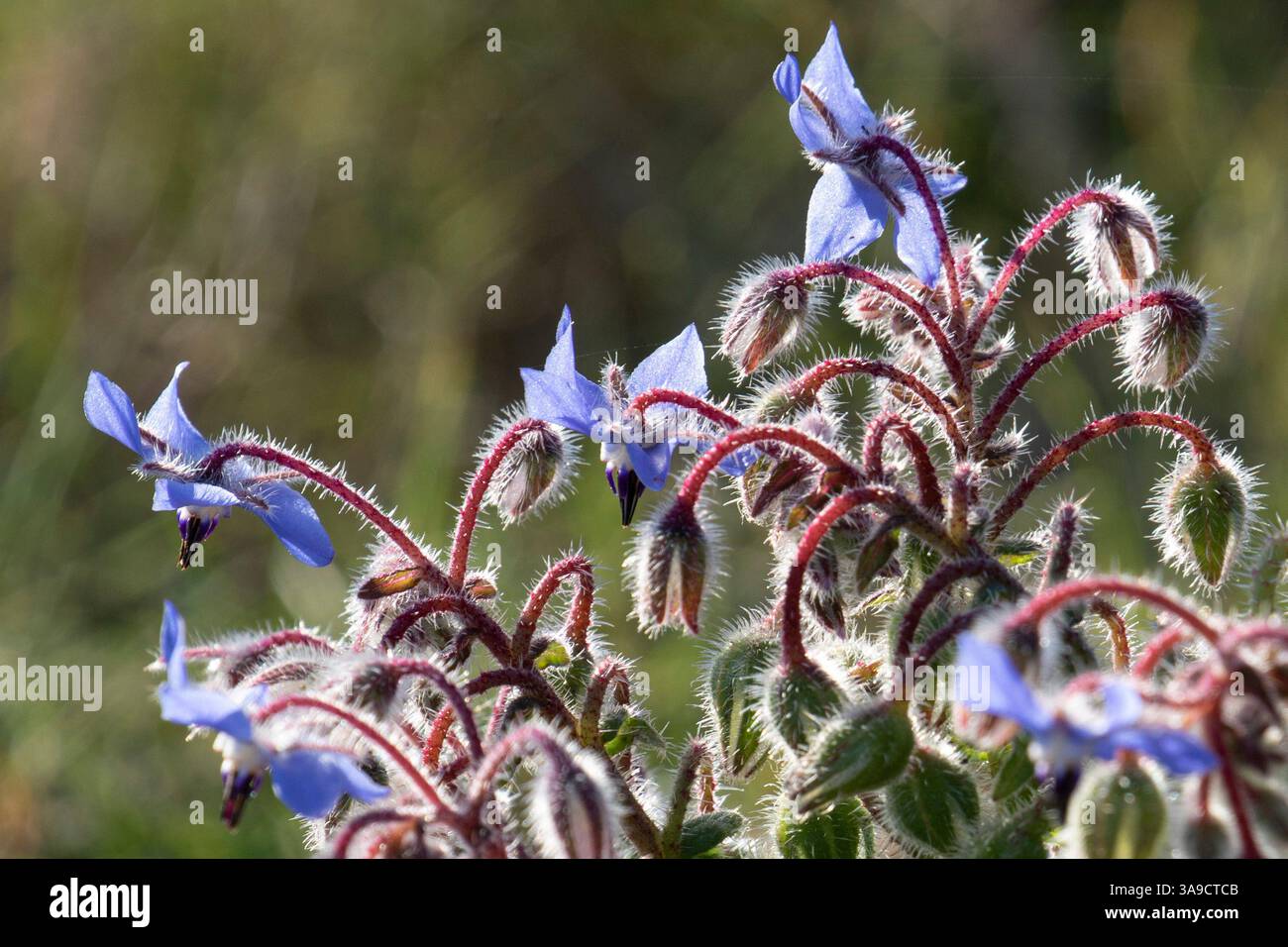 Flowering borage plant with blue flowers and a hairy-looking trunk ...