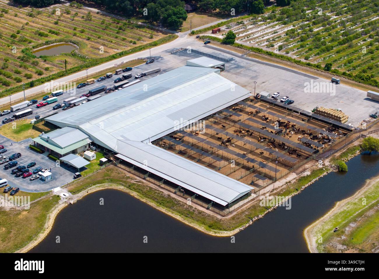 Aerial view of feed yard with meat cows. Feeding of cattle on farm ...