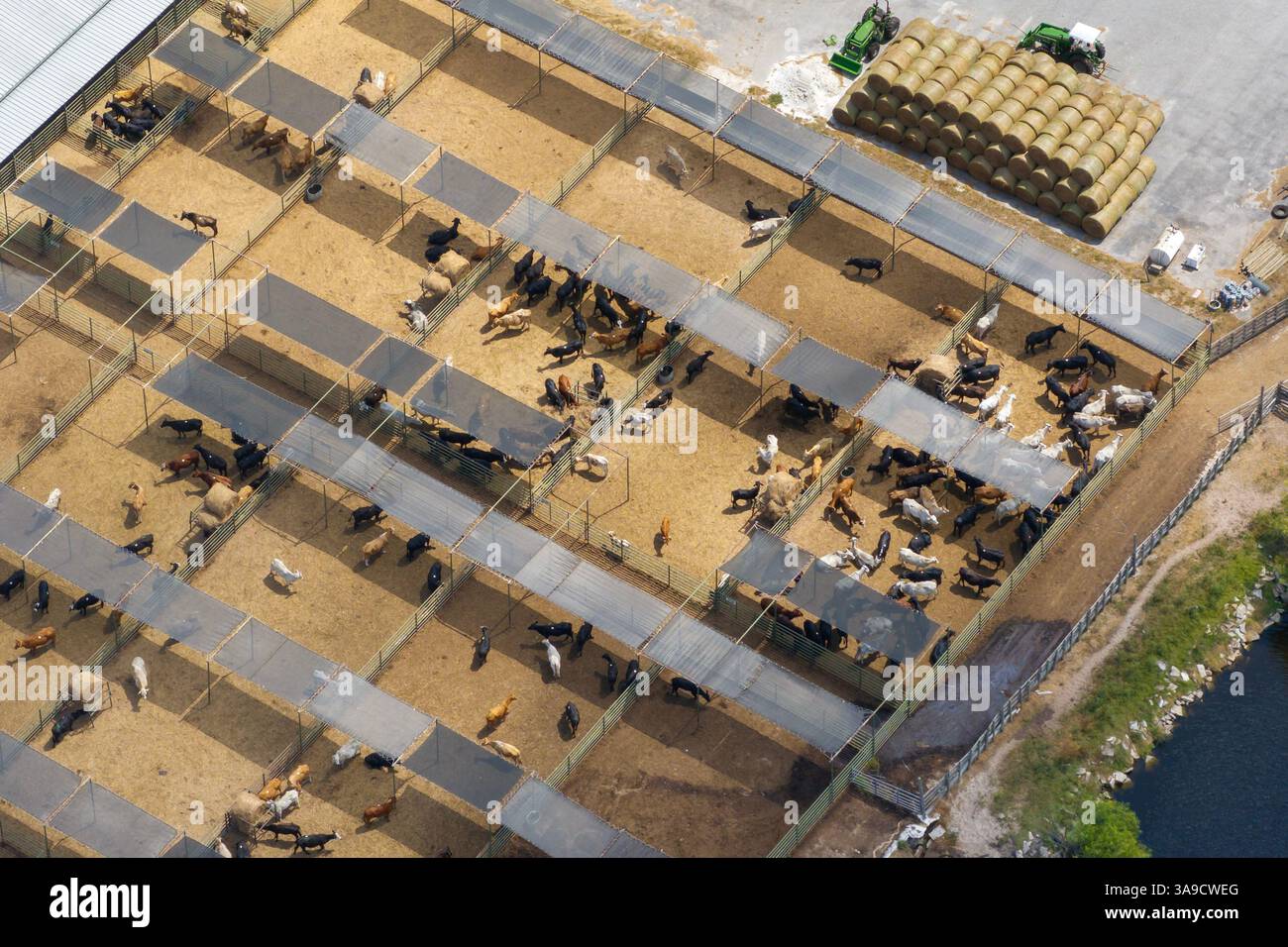 Cattle stockyard with meat cows. Feeding of livestock on farm feedlot ...