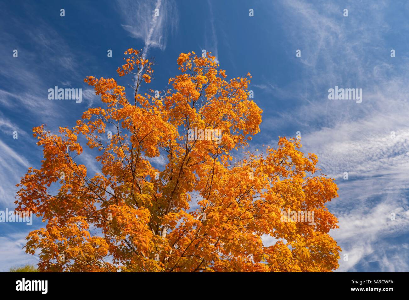 Colorful autumn nature. Canopies of yellow forest trees in fall season ...