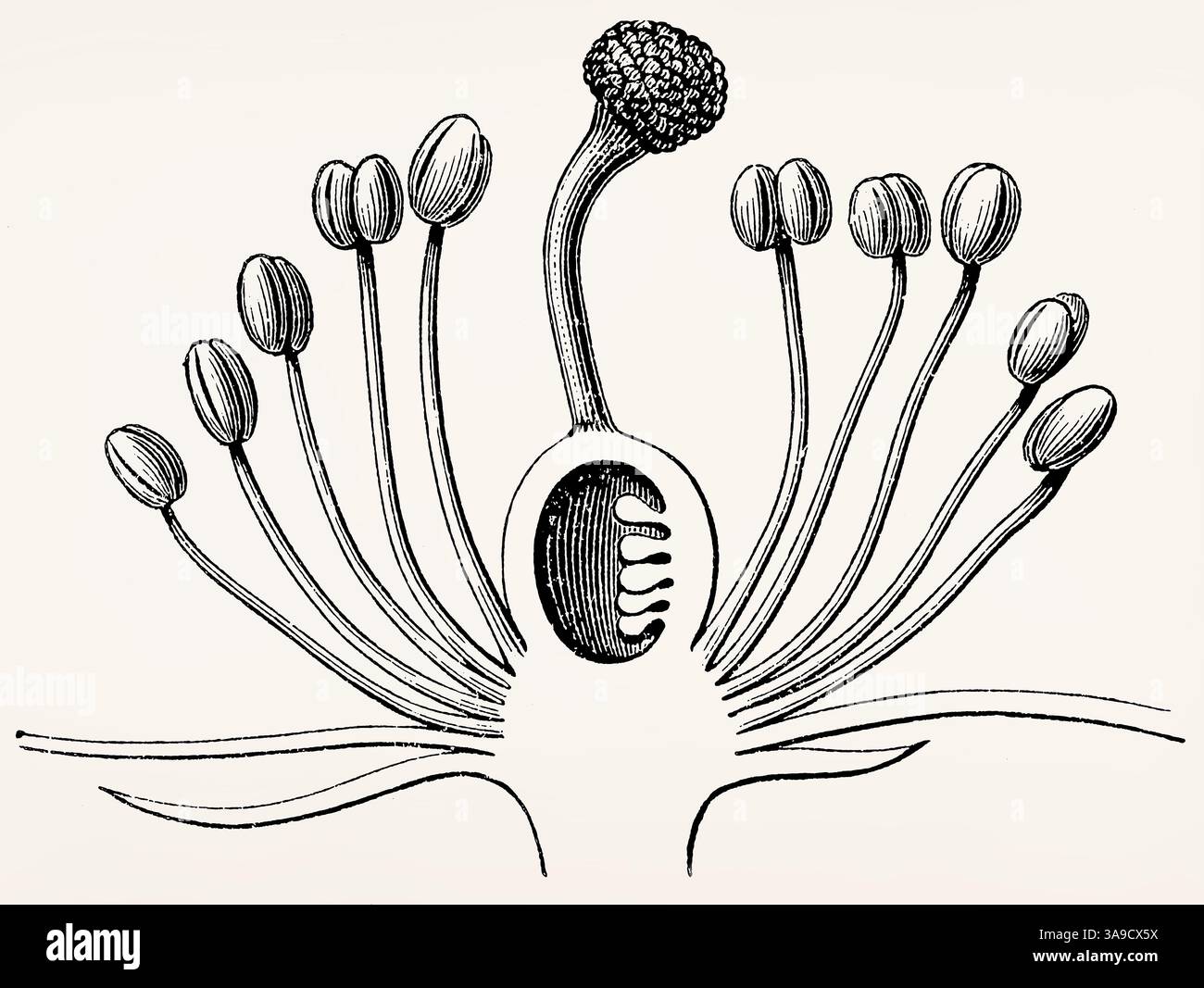 Helianthemum flower (Hypogynous flower, ovary) in cross-section ...