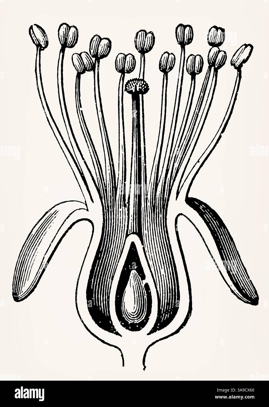 Cherry flower (Perigynous flower, ovary) in cross-section. Antique ...