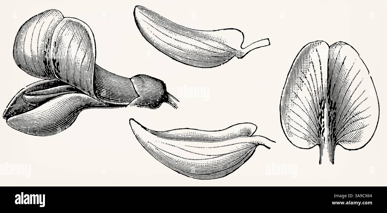 Papilionaceous flower (Cytisus): standard (banner), wings, keel ...