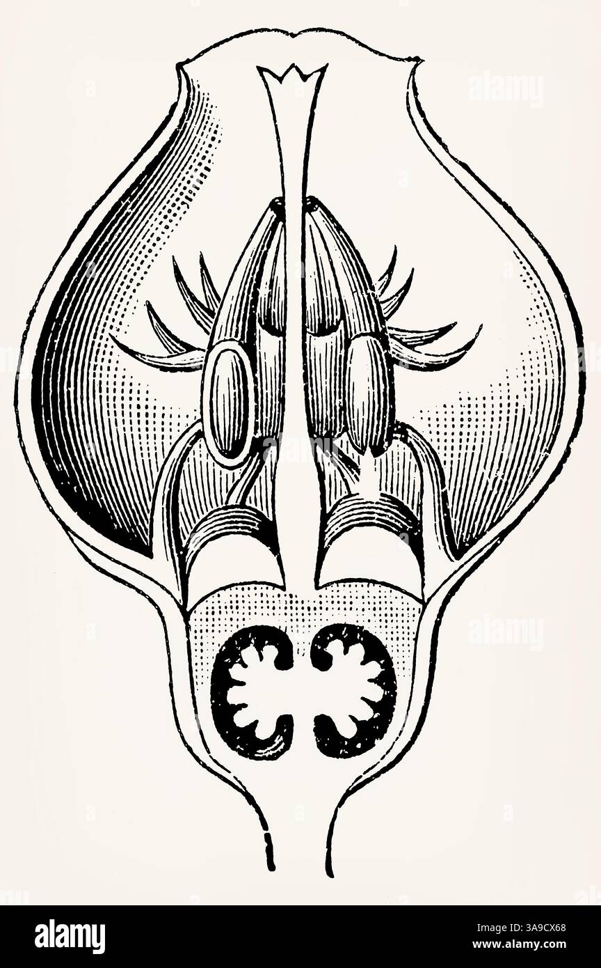 Blueberry flower (Epigynous flower, ovary) in cross-section. Antique ...