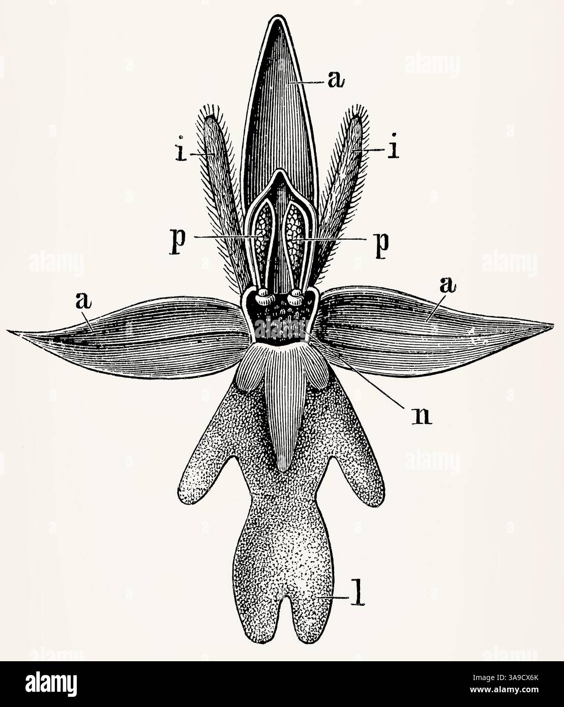 Cross-section of an Orchid Flower. Antique stylized illustration Stock ...