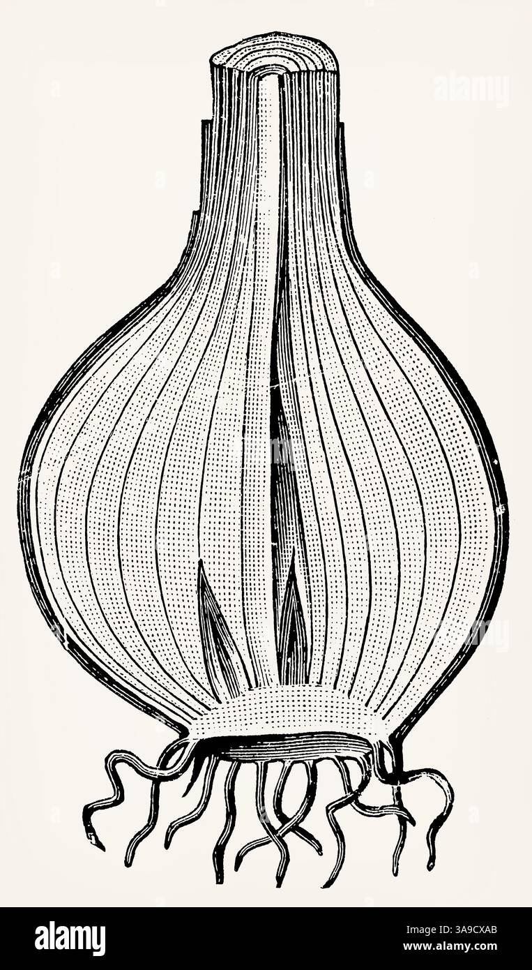 Bulb of onion (Allium cepa), longitudinal section. Antique stylized ...