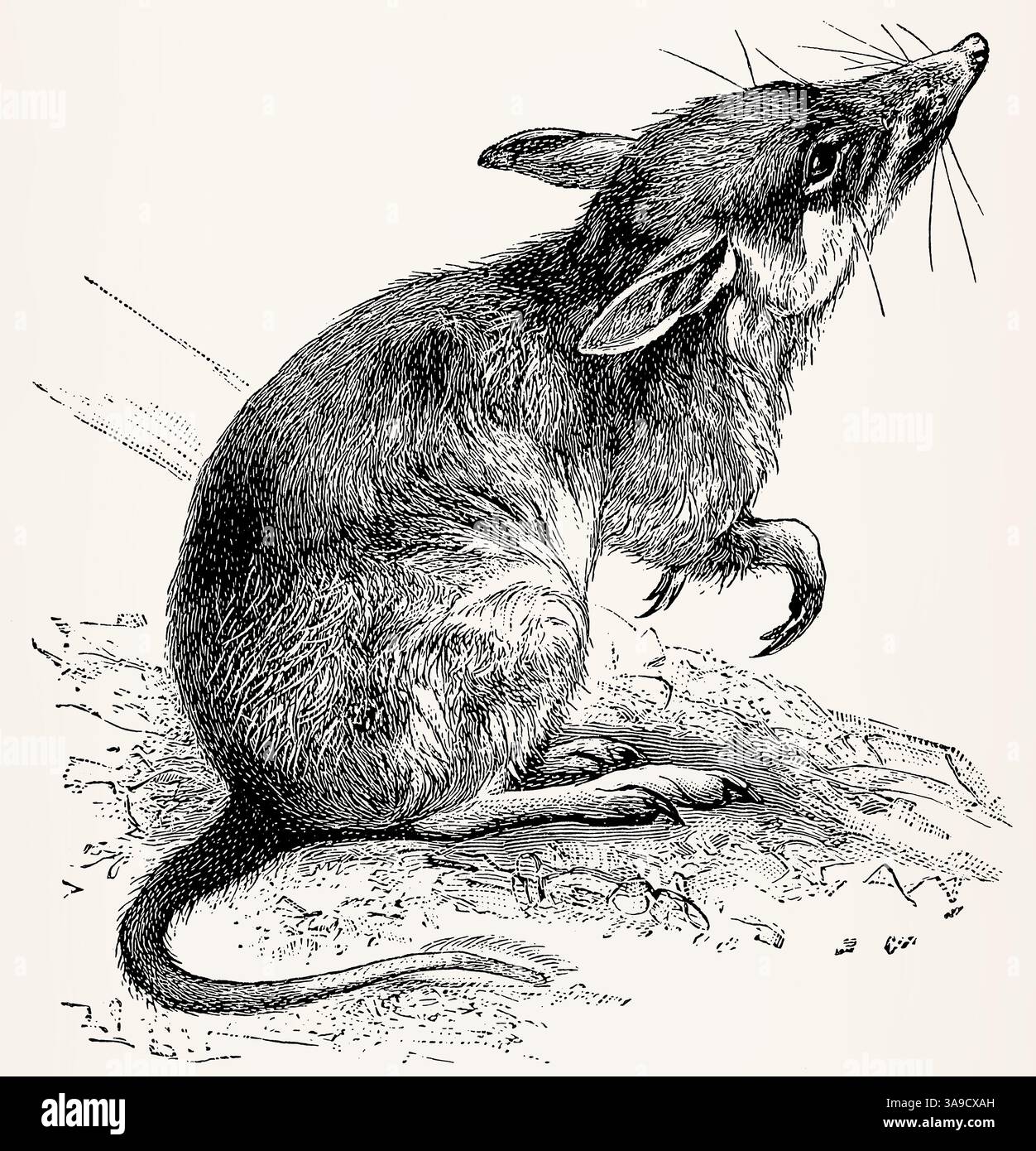 The long-nosed bandicoot (Perameles nasuta). Antique stylized ...