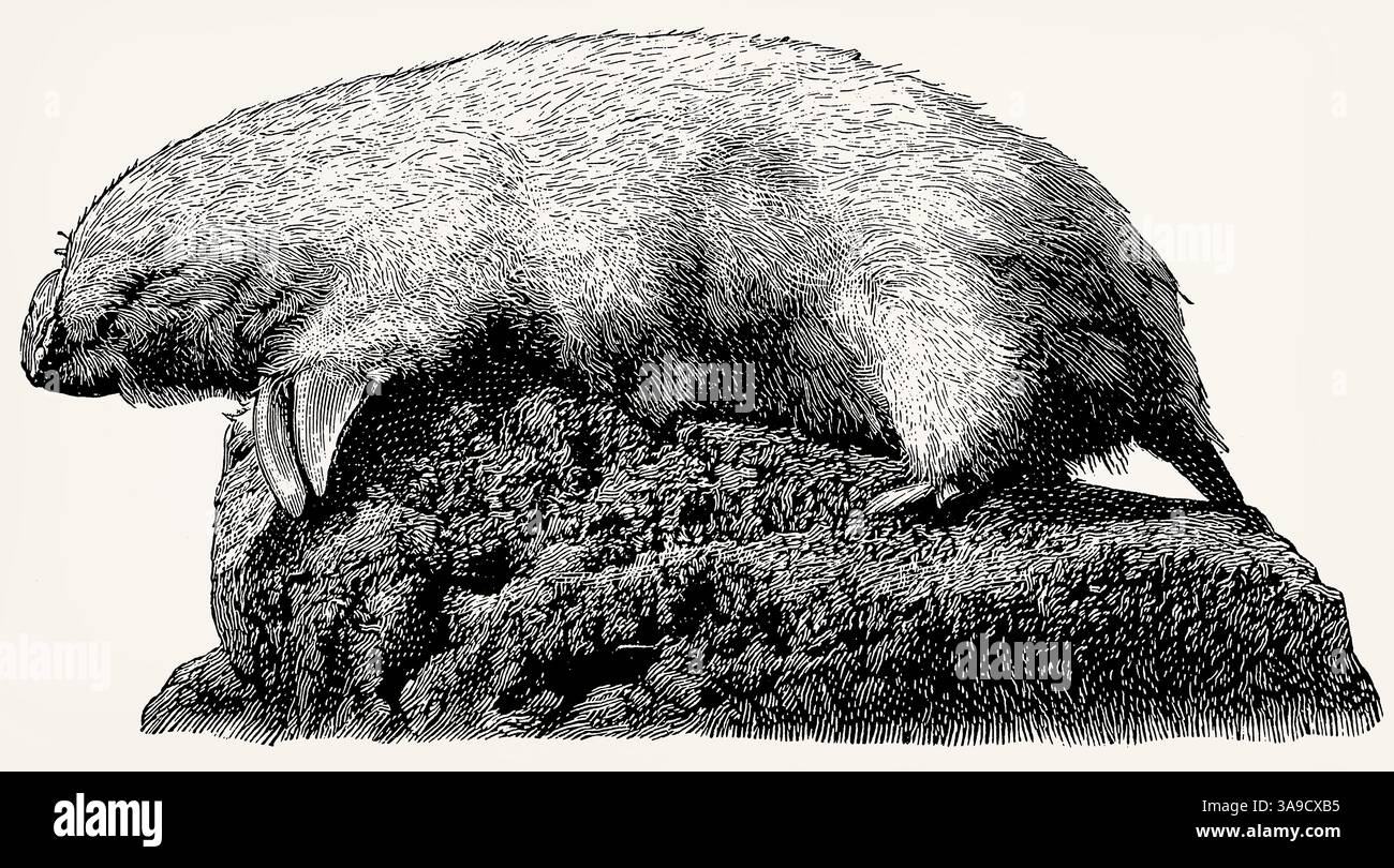 The southern marsupial mole (Notoryctes typhlops). Antique stylized ...