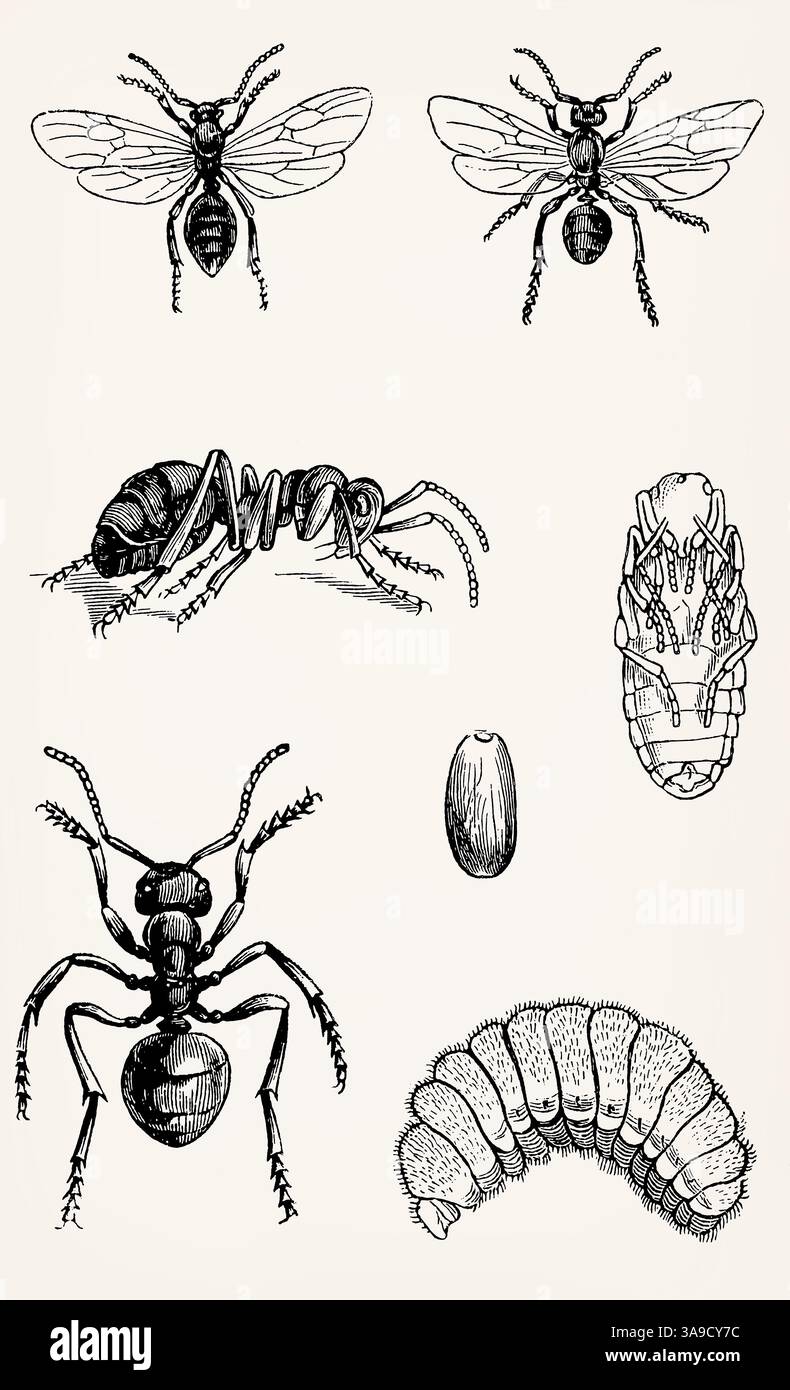 Red wood ant (Formica rufa). Stages of development from larva to adult ...