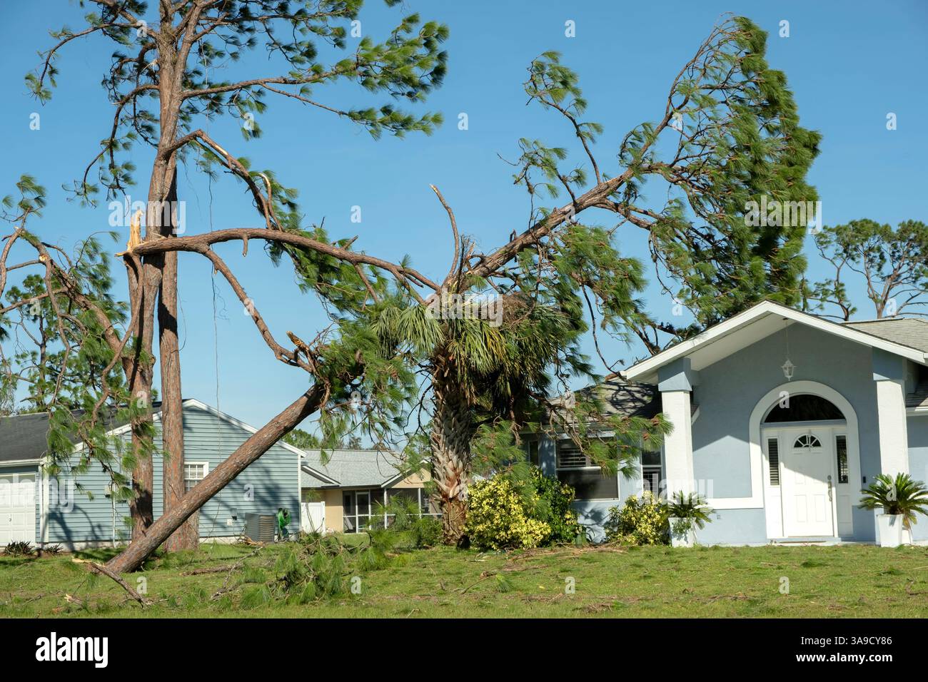 Hurricane damage to a tree on Florida house backyard. Fallen down big ...