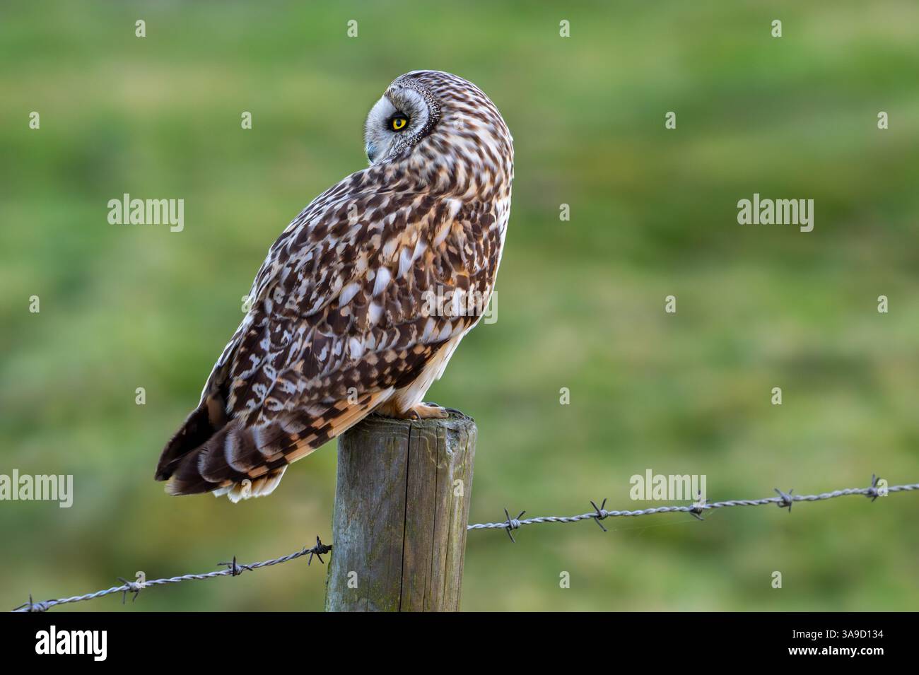 Great owl looking backwards on hi-res stock photography and images - Alamy