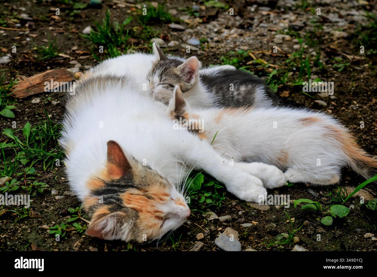 Cat nursing her kittens. Mom cat hugging her kitten with love Stock ...