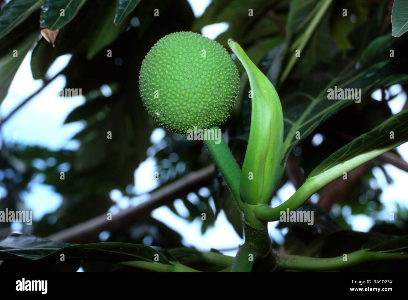 Breadfruit in a tree Stock Photo - Alamy