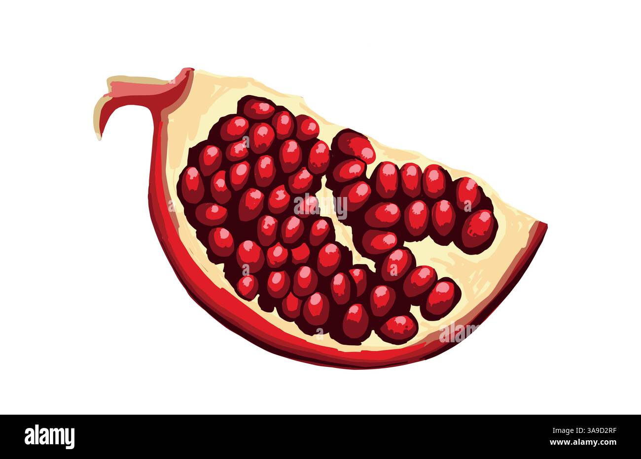 Illustration of half garnet, vector illustration isolated on white ...