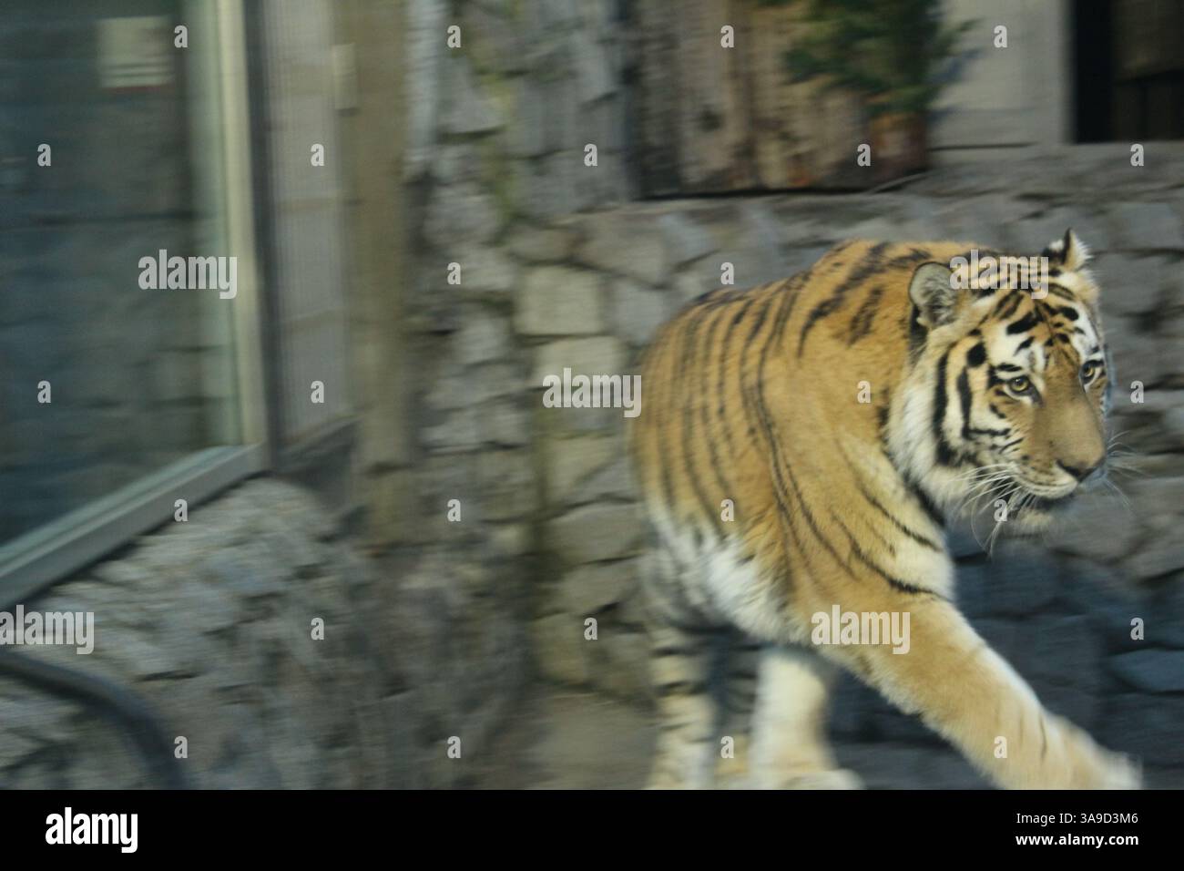 A tiger walks around its cage in the zoo. Close-up side view Stock ...