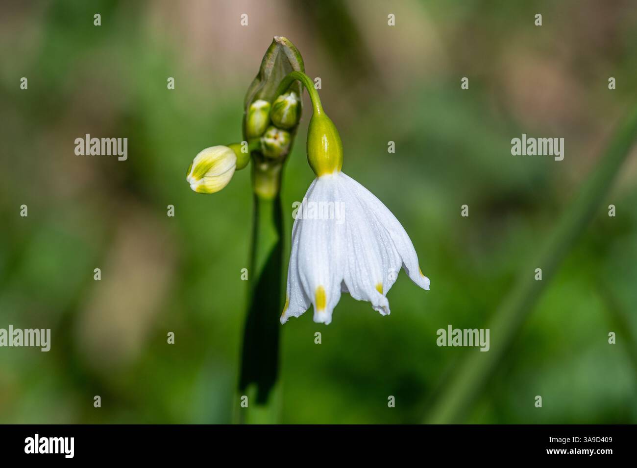 Loddon lilies lily (Leucojum aestivum) growing wild along the River ...
