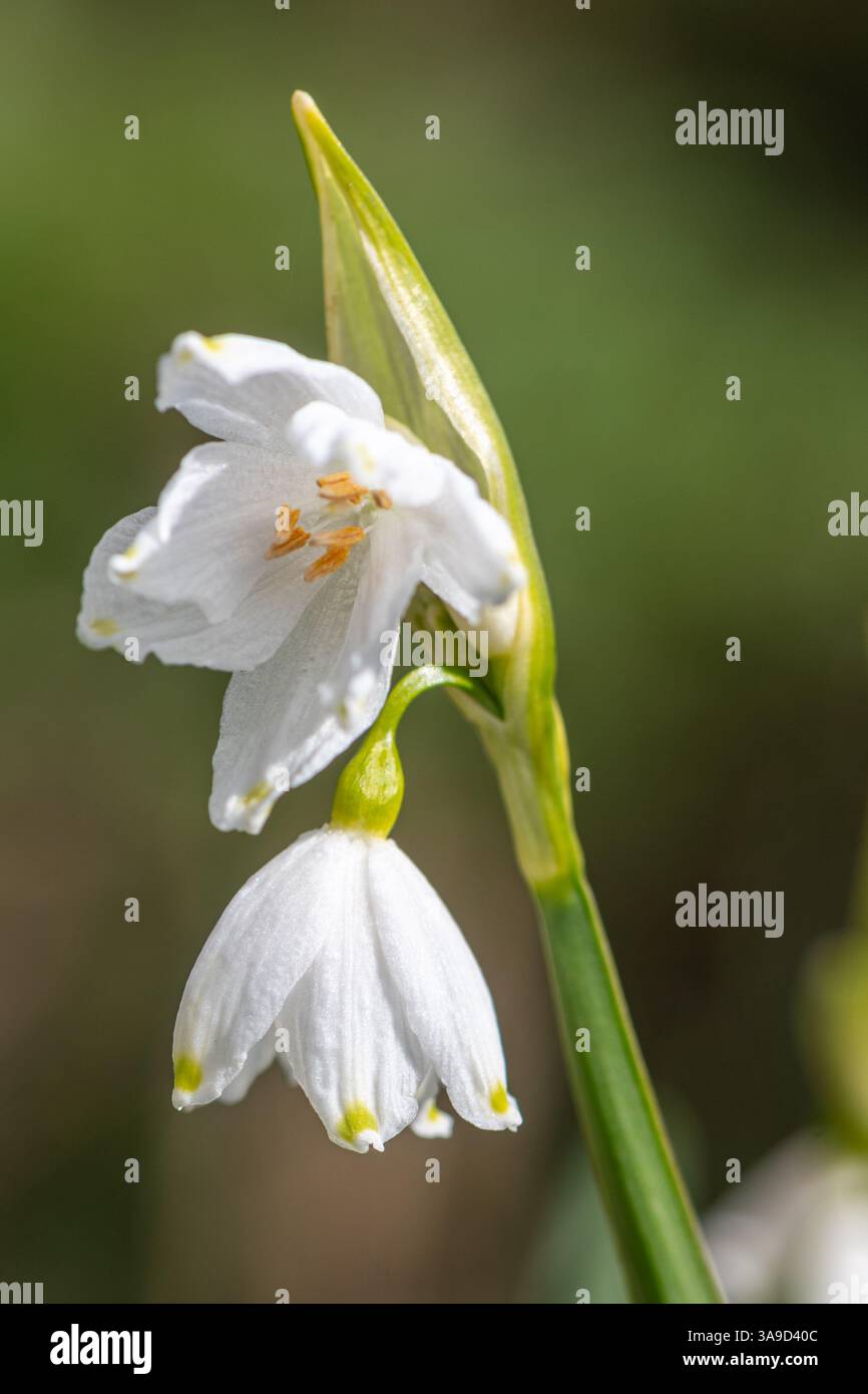Loddon lilies lily (Leucojum aestivum) growing wild along the River ...