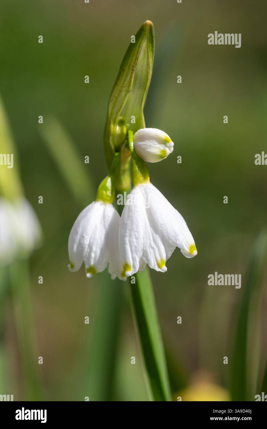 Loddon lilies lily (Leucojum aestivum) growing wild along the River ...